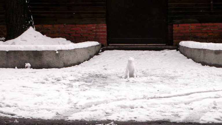 Snow Cat - claudeverett